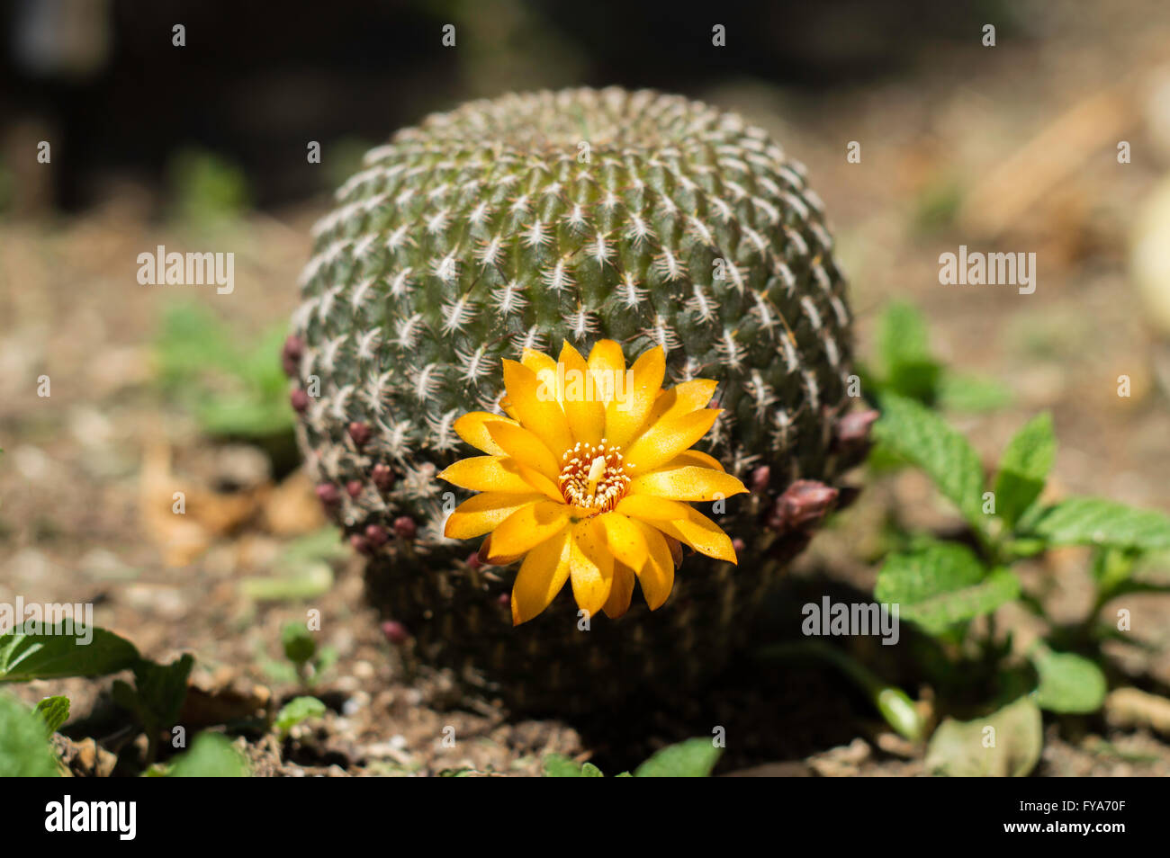 Little cactus flower Stock Photo - Alamy