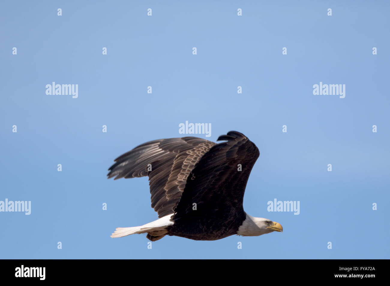 Eagle flying hi-res stock photography and images - Alamy