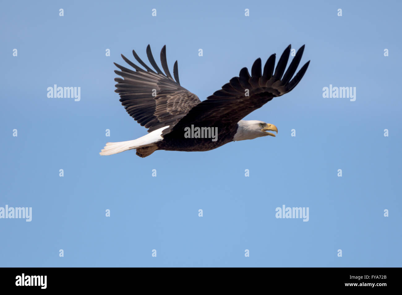 An American Bald Eagle flying around on a beautiful day Stock Photo - Alamy