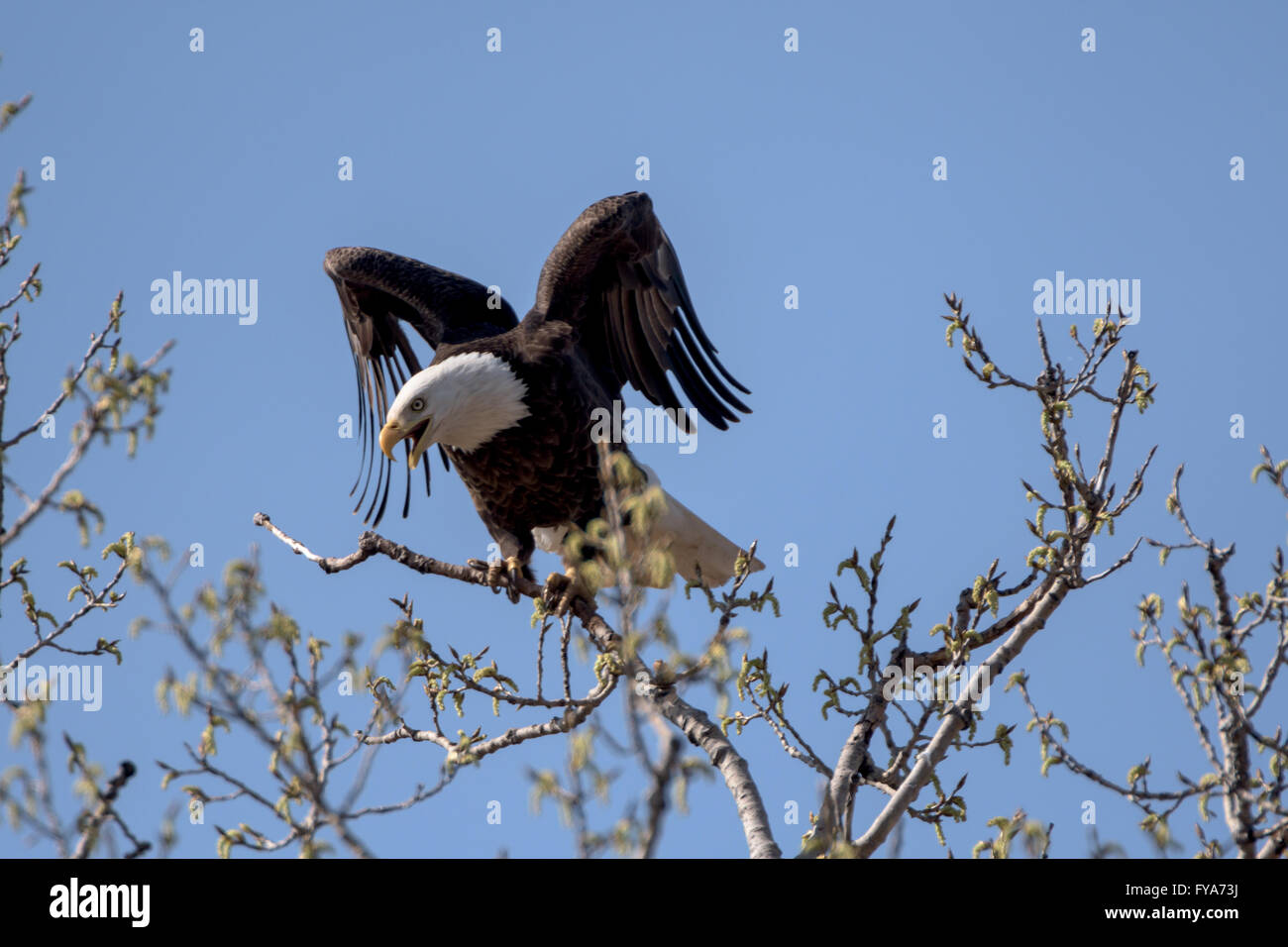 American bald eagle tree hi-res stock photography and images - Alamy