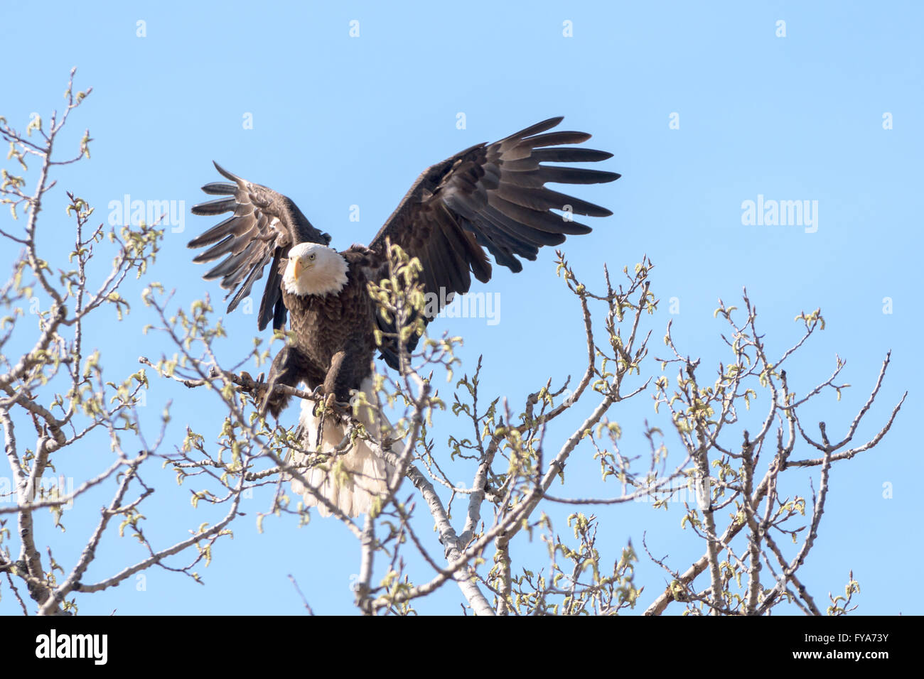 An American Bald Eagle landing on a treee on a beautiful day Stock ...