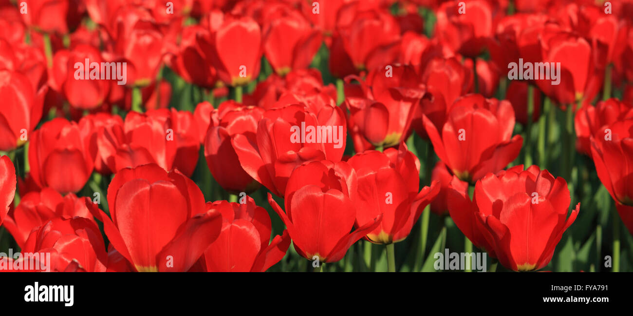 Red Tulip at Spring Stock Photo - Alamy