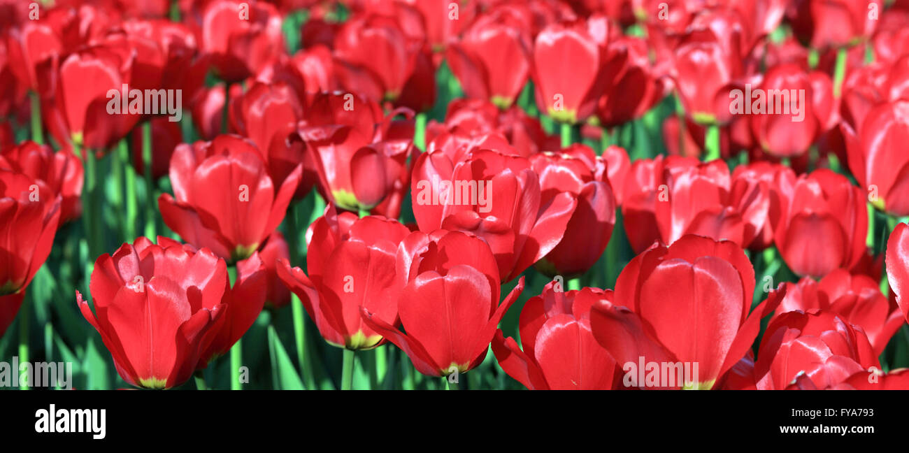 Red Tulip at Spring Stock Photo - Alamy