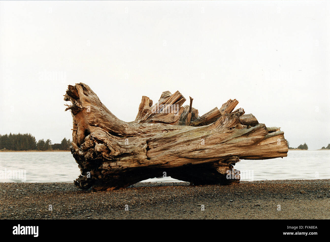 A monster of a tree trunk lying on a remote Pacific East Coast beach in ...