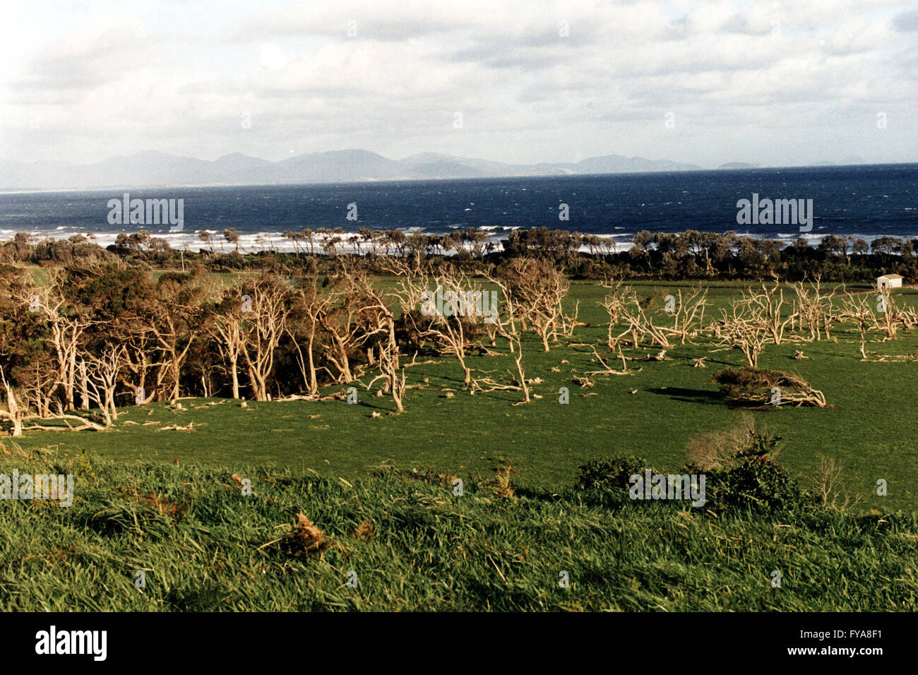 Blasted trees hi-res stock photography and images - Alamy
