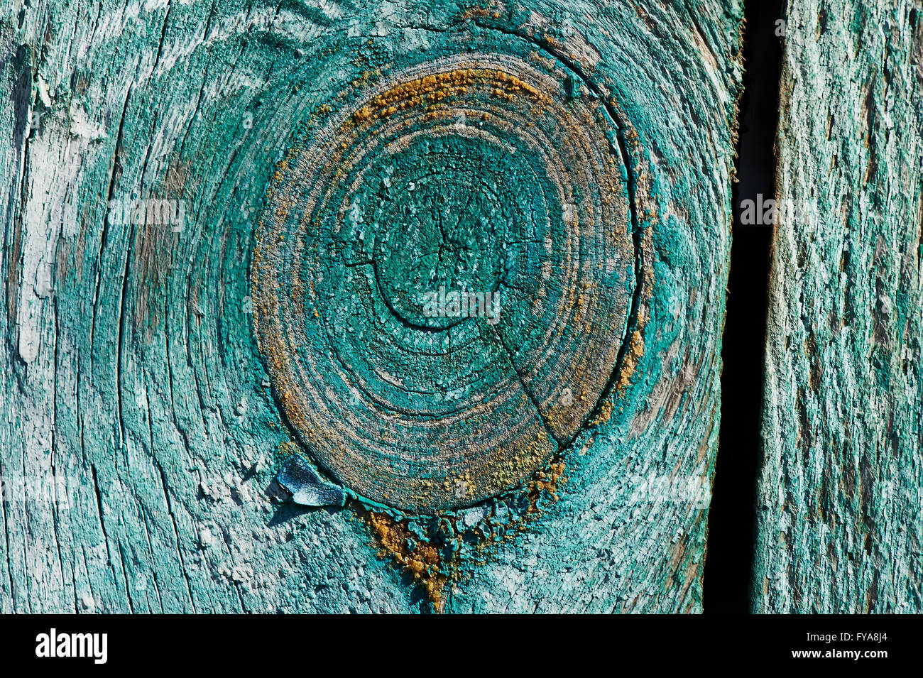 texture sawing logs on the longitudinal section showing cut along ...