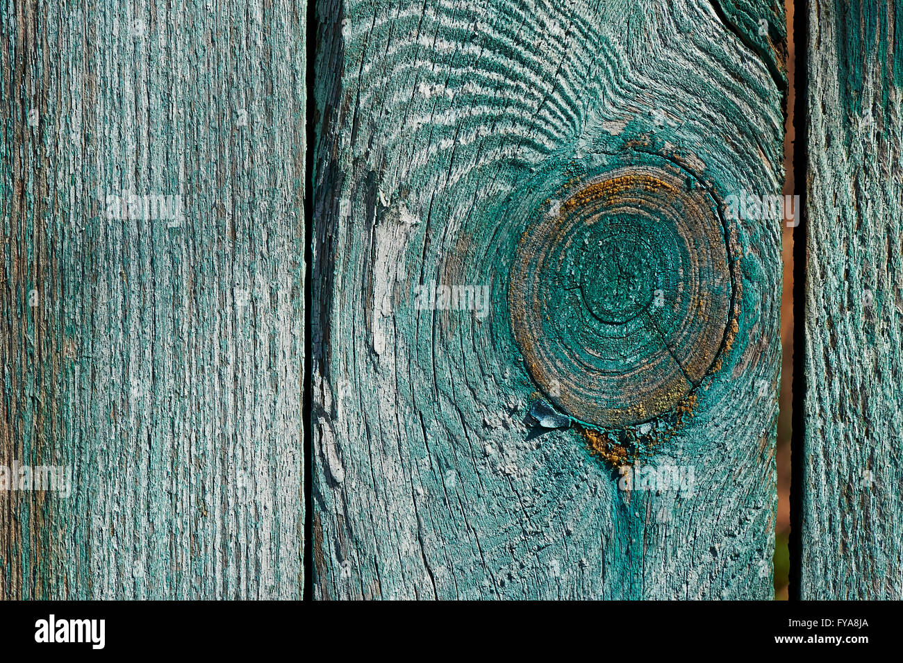 texture sawing logs on the longitudinal section showing cut along ...