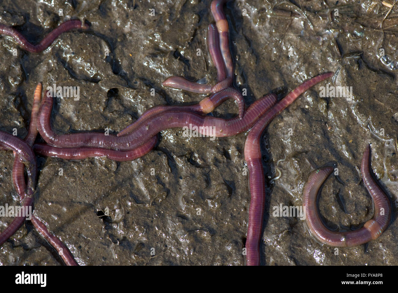 Brandling worms, redworm, tiger wor, Eisenia fetida, on surface of ...