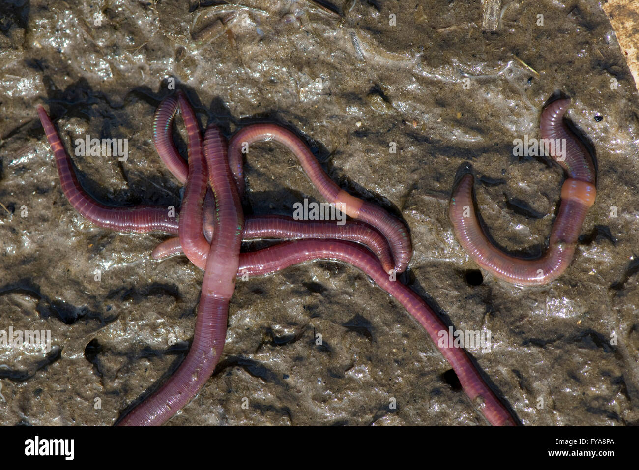 Brandling worms, redworm, tiger wor, Eisenia fetida, on surface of rotting organic material ...