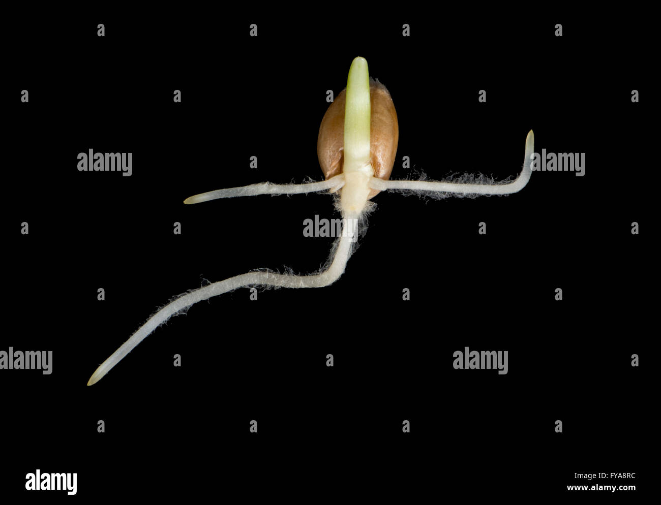 Germinating wheat seed root radicle hi-res stock photography and images ...
