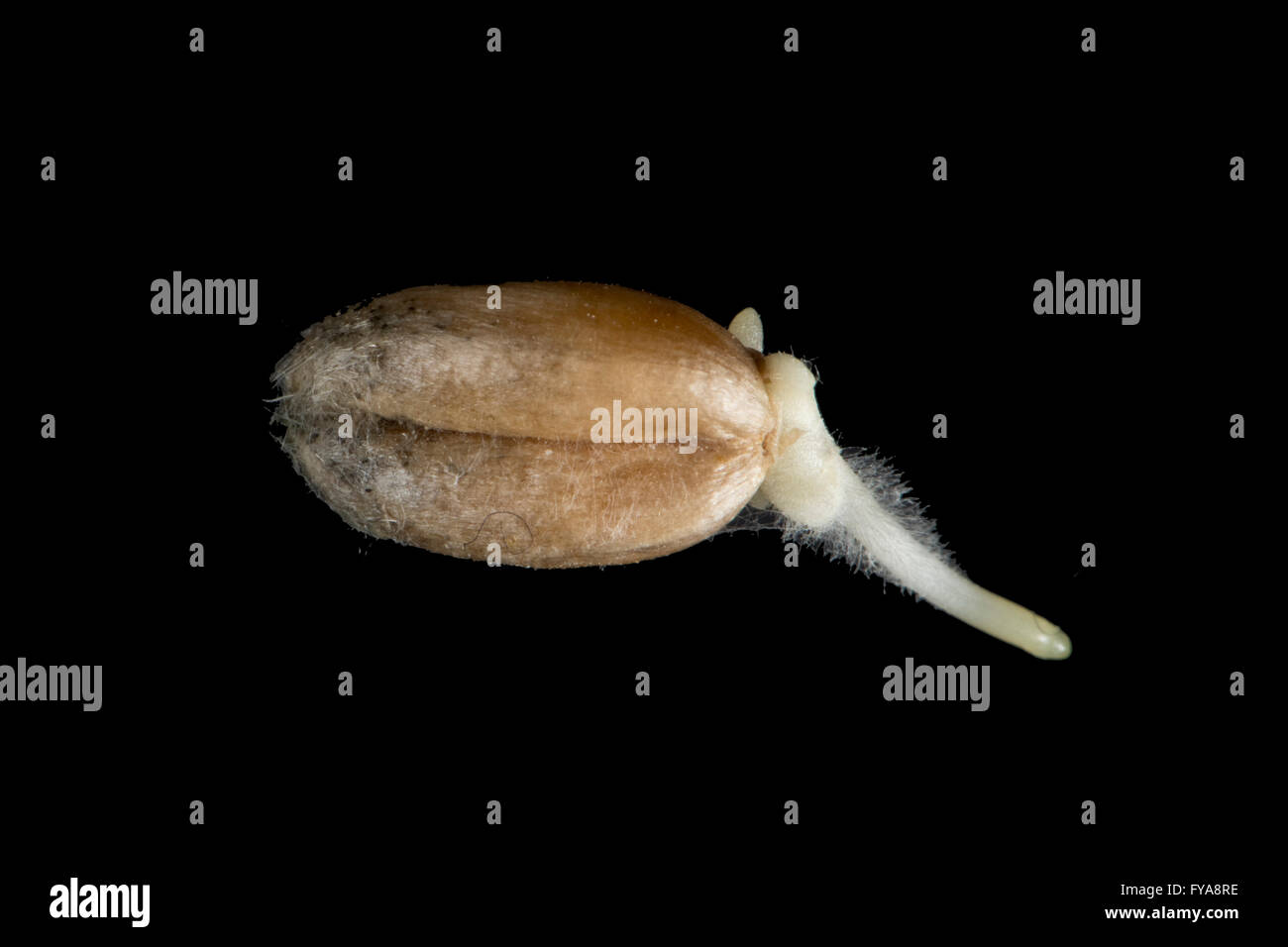 A germinating seed if winter wheat, Triticum aestivum, with radicle ...