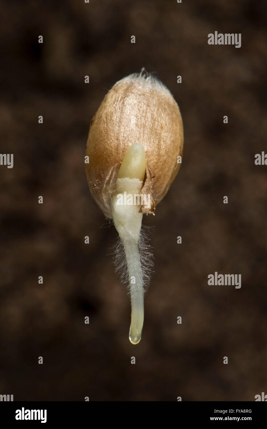 Germinating wheat seed root radicle hi-res stock photography and images ...