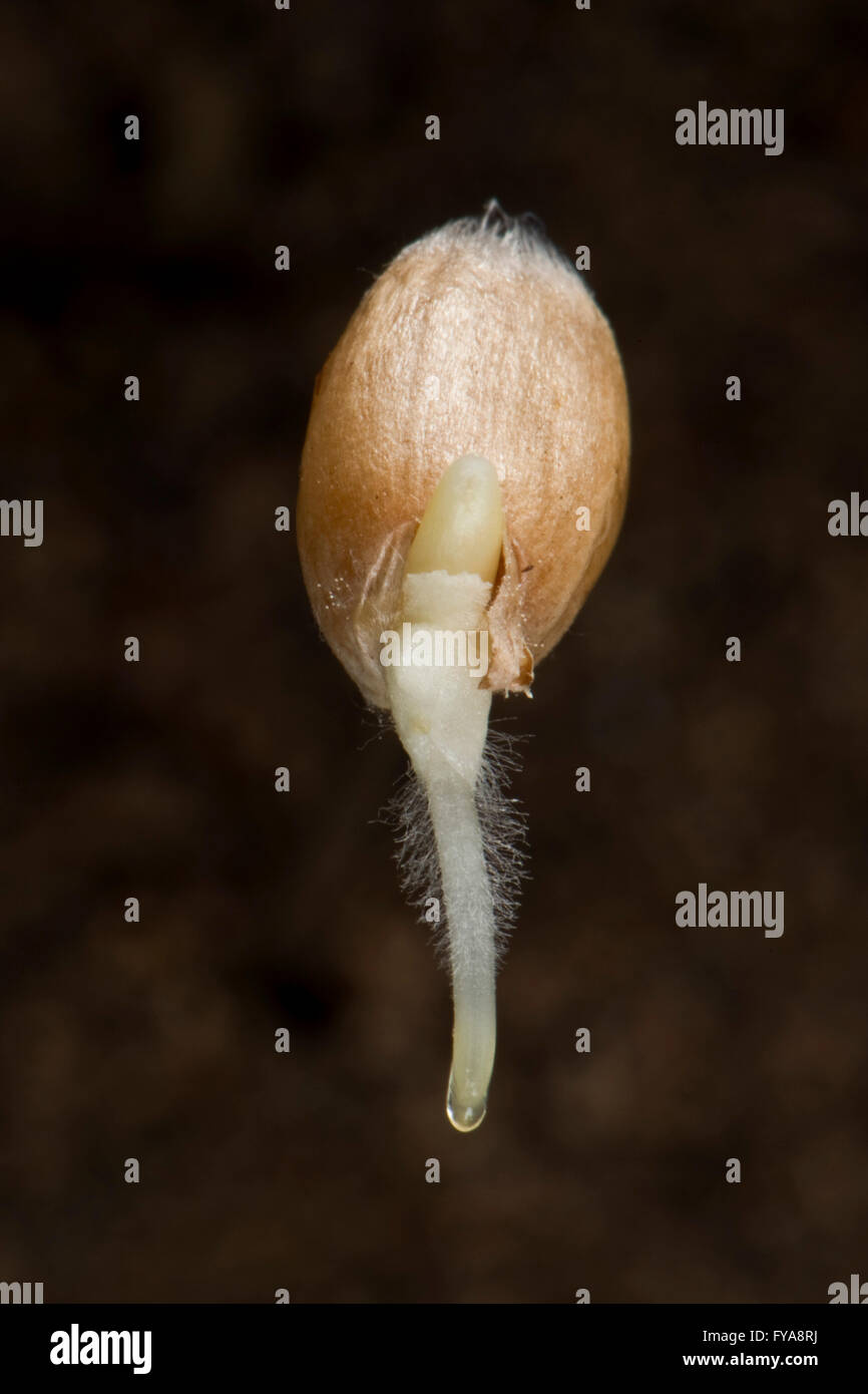 Germinating wheat seed root radicle hi-res stock photography and images ...