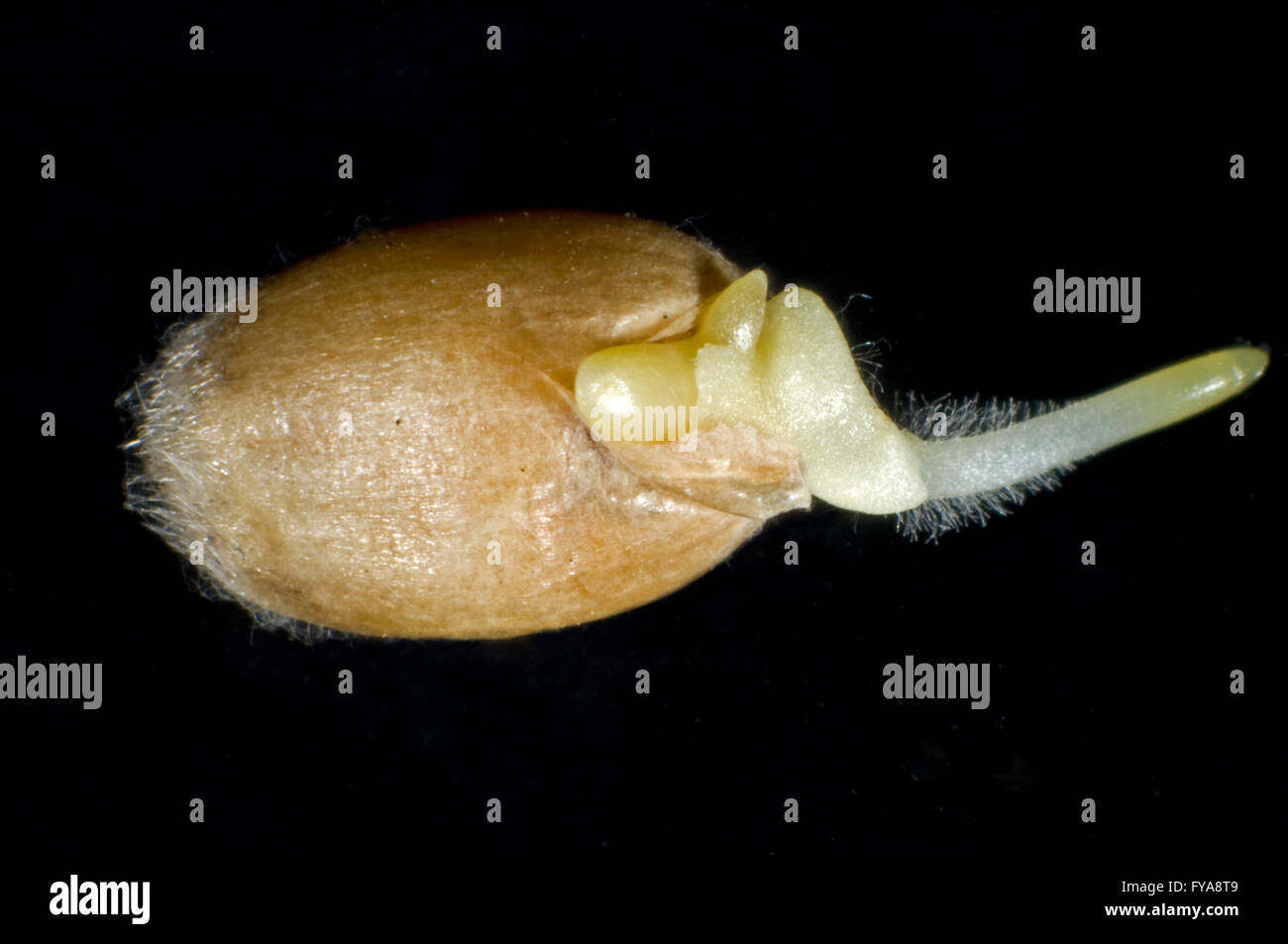 Germinating Wheat Seed High Resolution Stock Photography and Images - Alamy