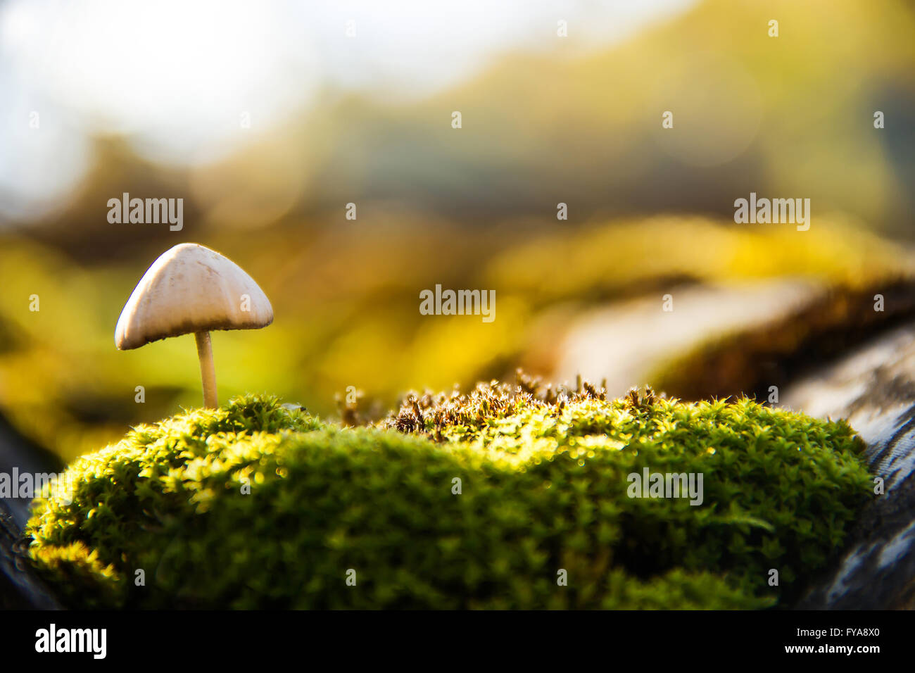 Forest toadstool in sunrise Stock Photo - Alamy