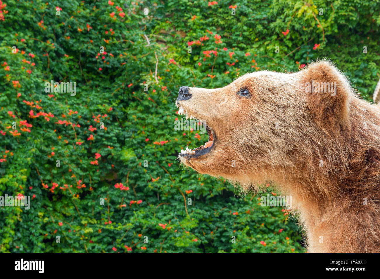 Grizzly bear standing aggressive hi-res stock photography and images ...