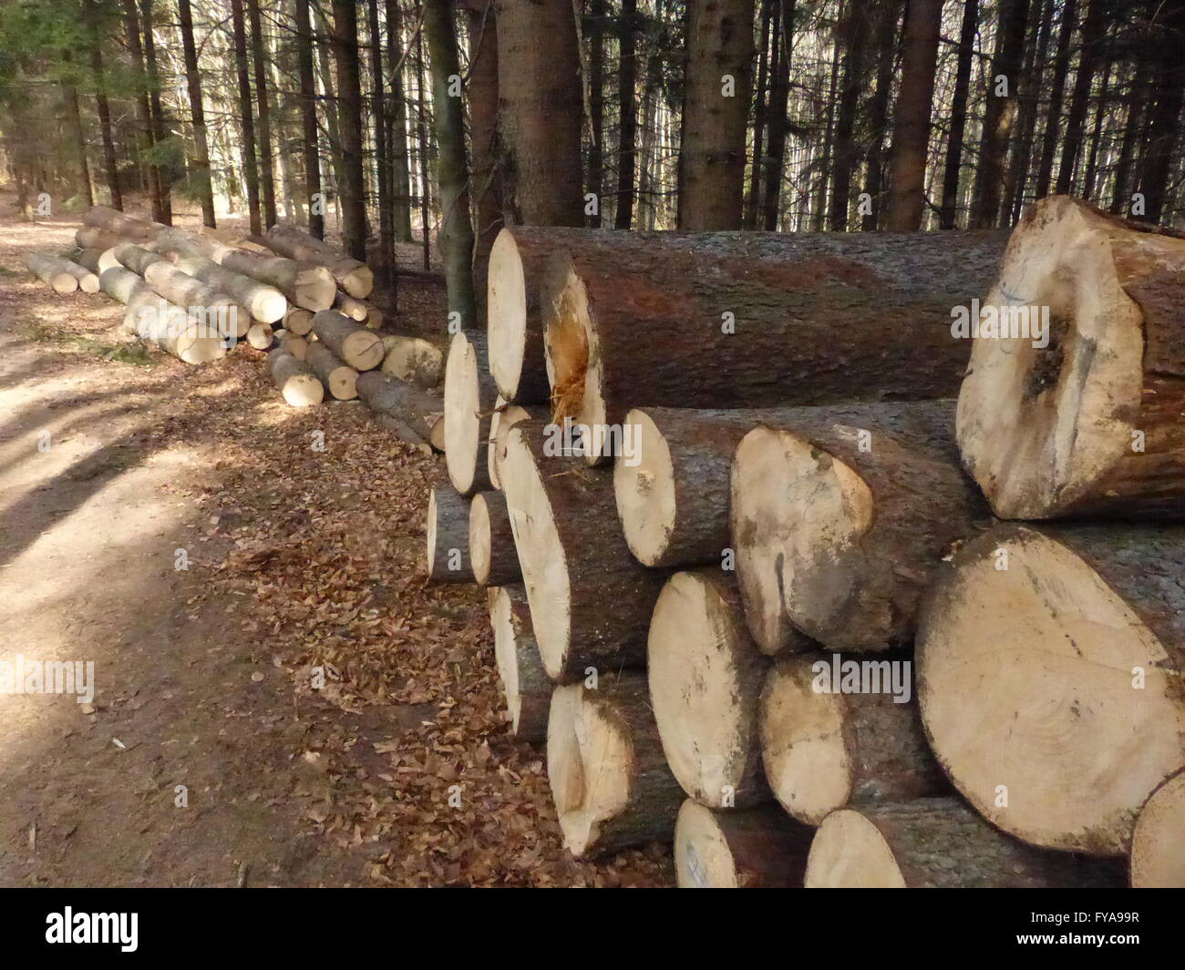 Cut spruce logs hi-res stock photography and images - Alamy