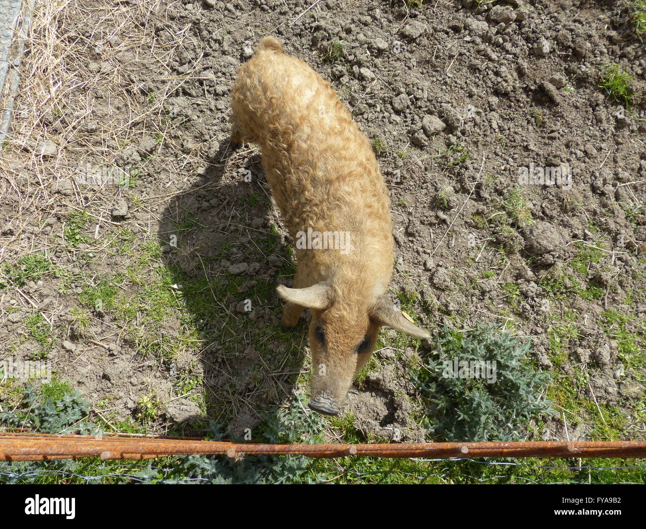 Pig viewed from above Stock Photo - Alamy