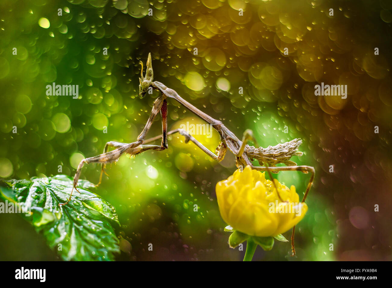close up mantis in beautiful magical background Stock Photo - Alamy