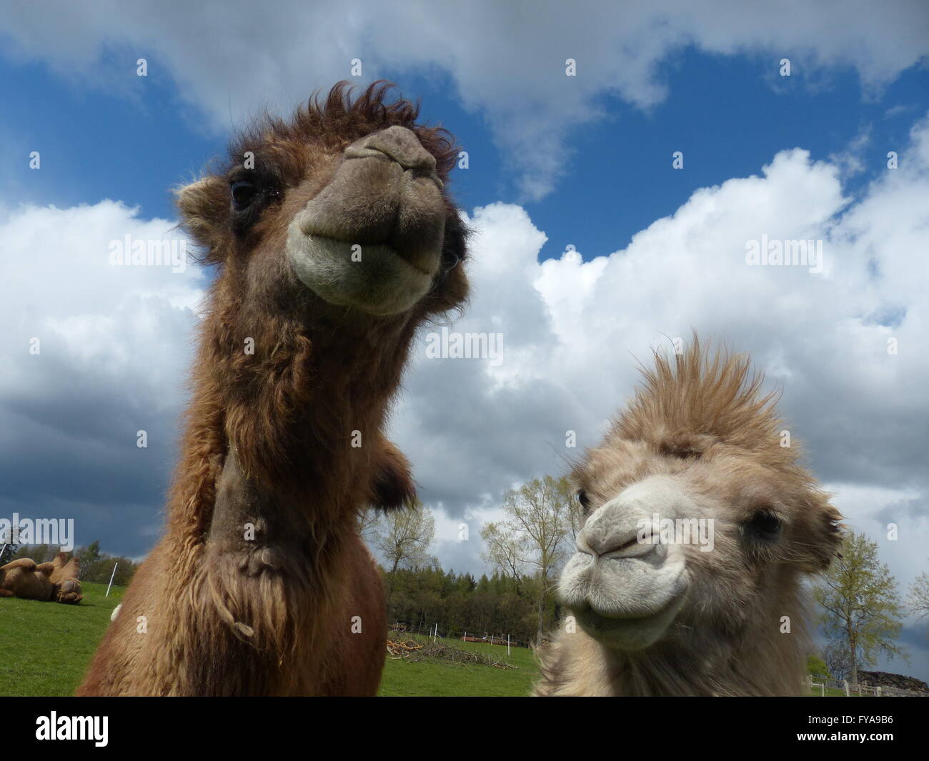 camel, camels, wild, fur, clouds Stock Photo - Alamy
