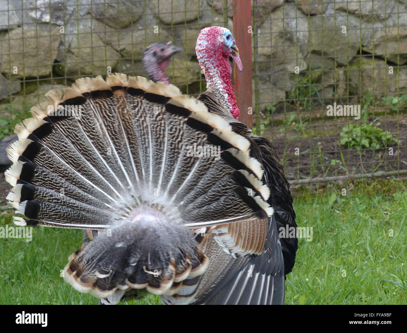 turkey, male, tail, spreading, attracting, bird Stock Photo - Alamy