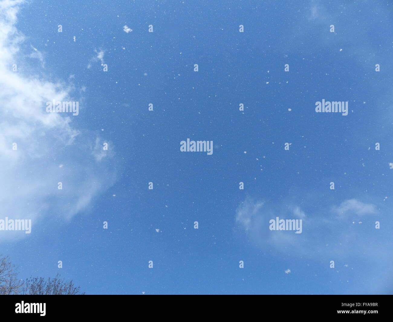 out of the blue, snow flakes, blizzard, surprise, unusual, phenomenon ...