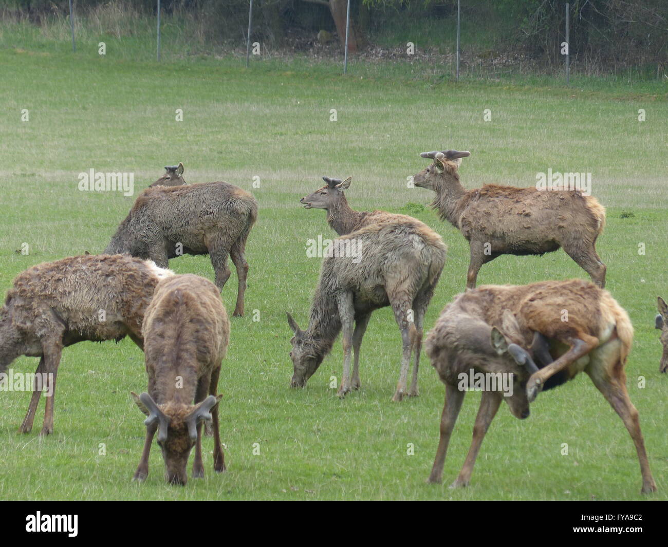 Raising deer for venison Stock Photo - Alamy