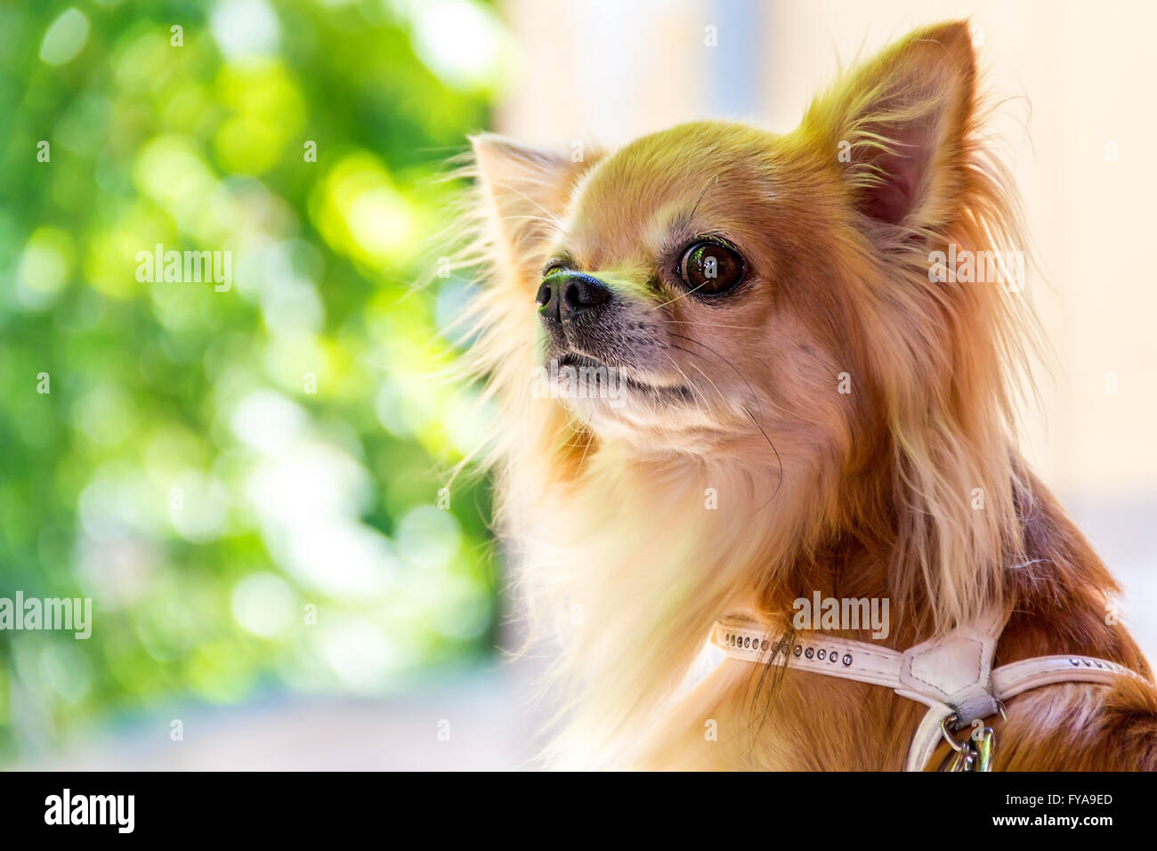 one little cute chihuahua in beautiful day Stock Photo - Alamy