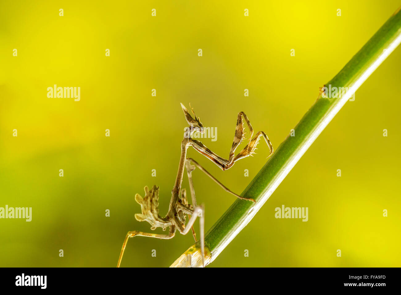 Beautiful mantis hi-res stock photography and images - Alamy