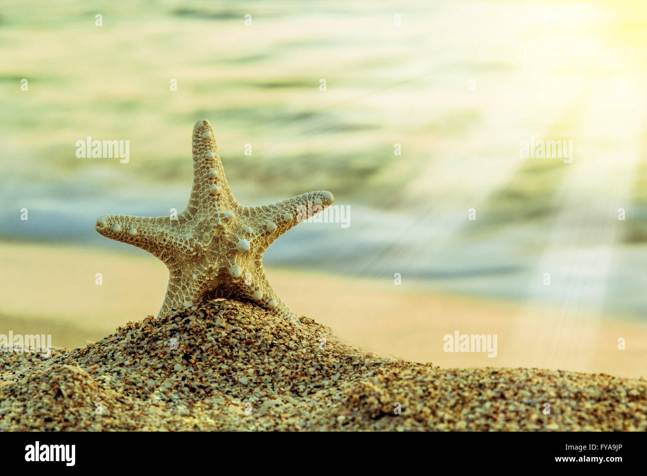 Starfish on the tropical beach in summer Stock Photo - Alamy