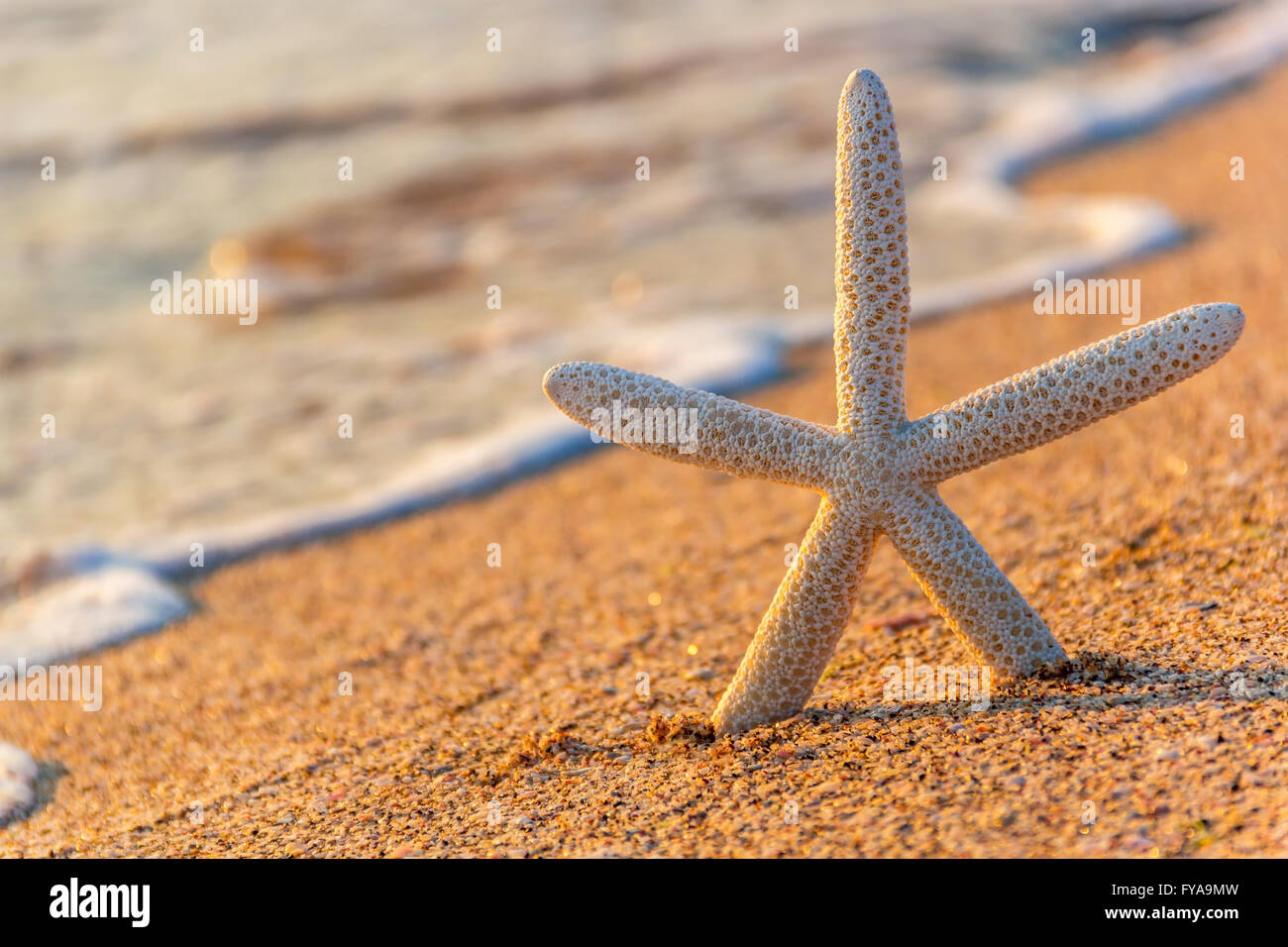 beautiful starfish in beautiful sunrise in summer Stock Photo - Alamy