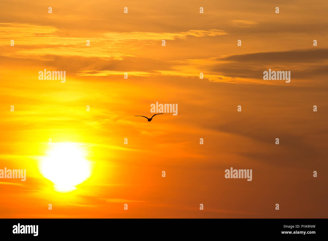 beautiful sunrise with bird Stock Photo - Alamy