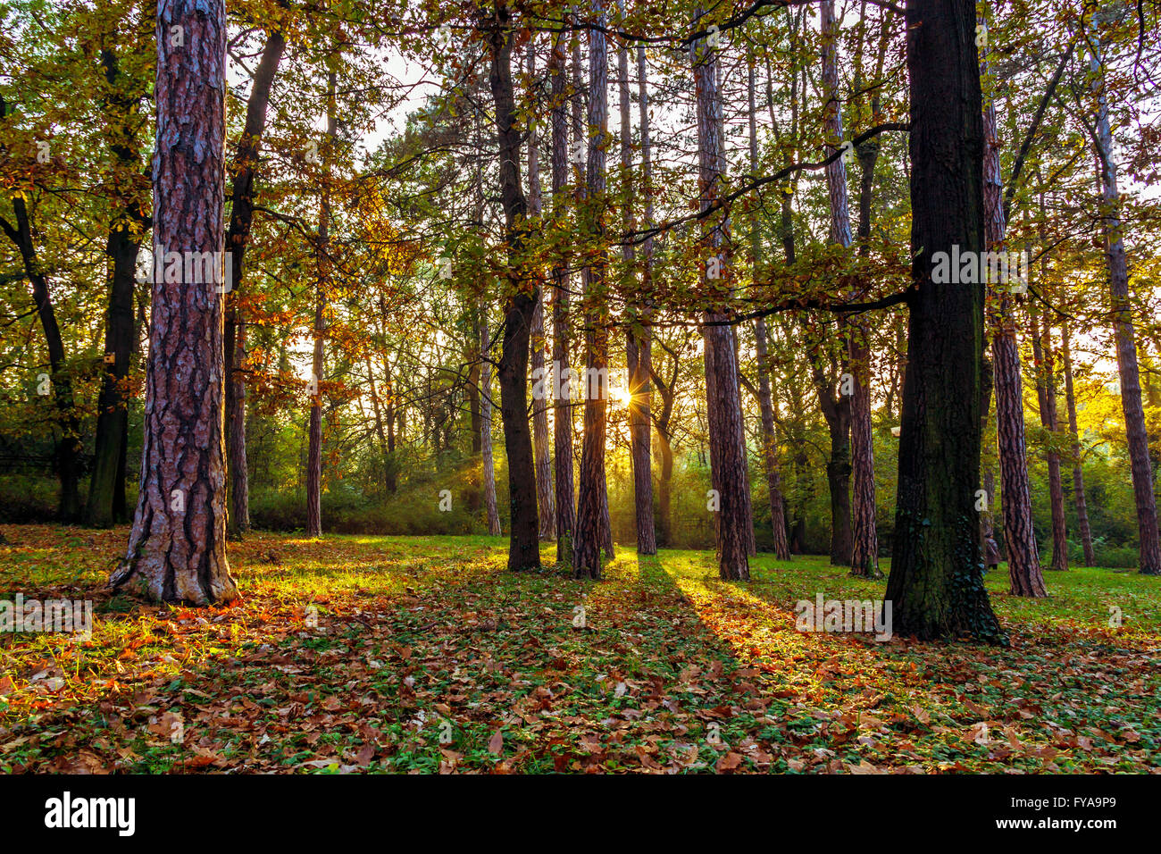 Beautiful autumn trees in sunset Stock Photo - Alamy