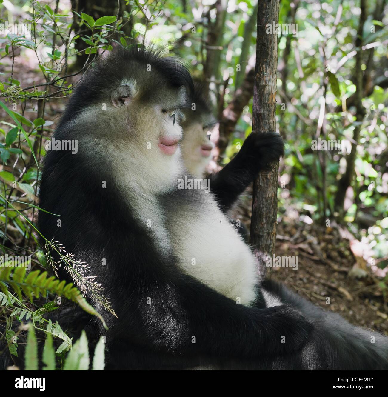 Black snub nosed monkey yunnan snub nosed hi-res stock photography and ...