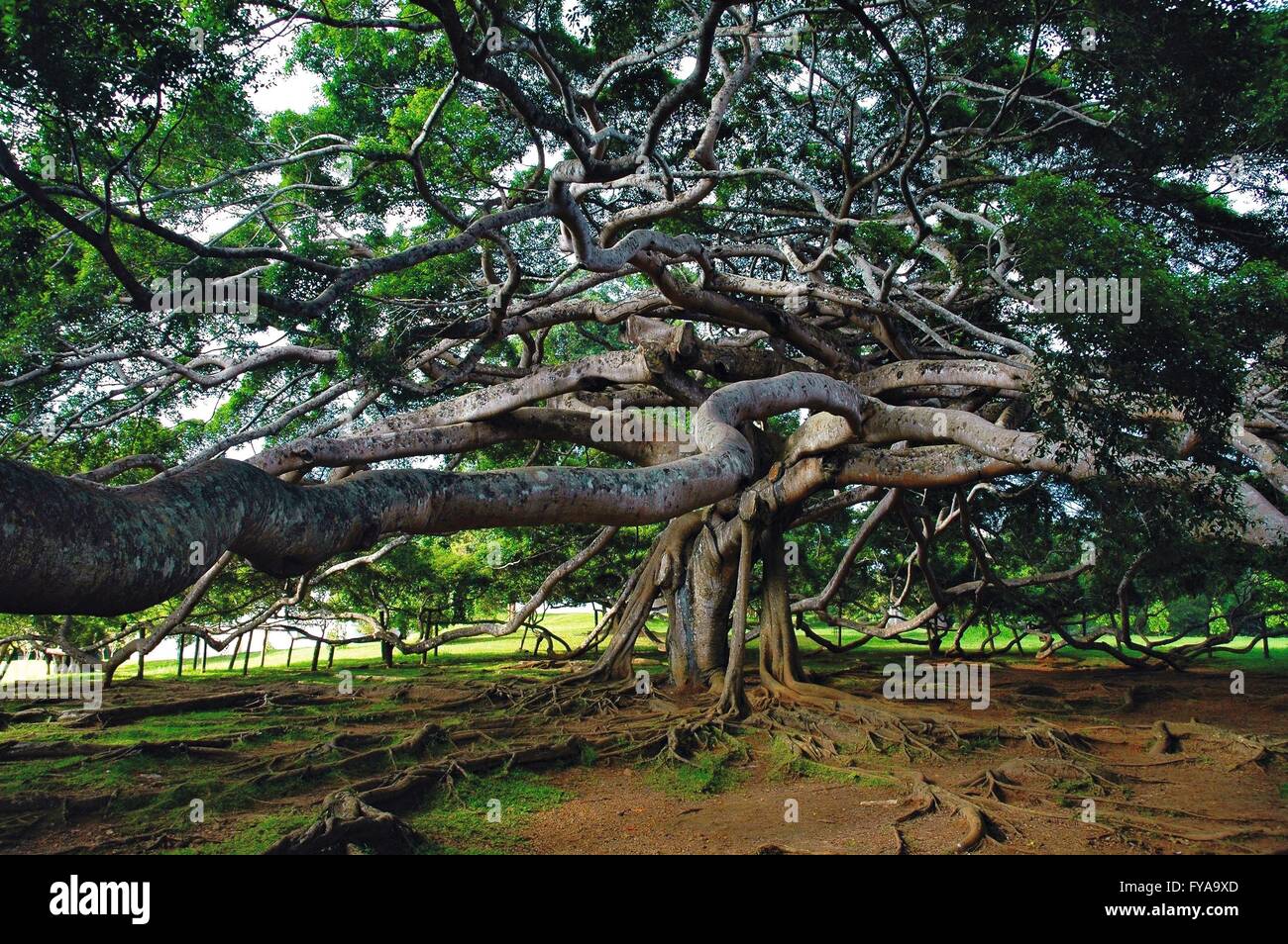 Giant fig tree Stock Photo - Alamy