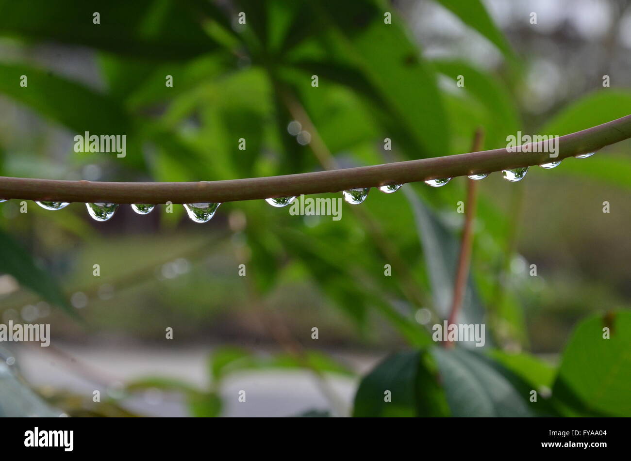 Water And Stems..part 1 Stock Photo - Alamy