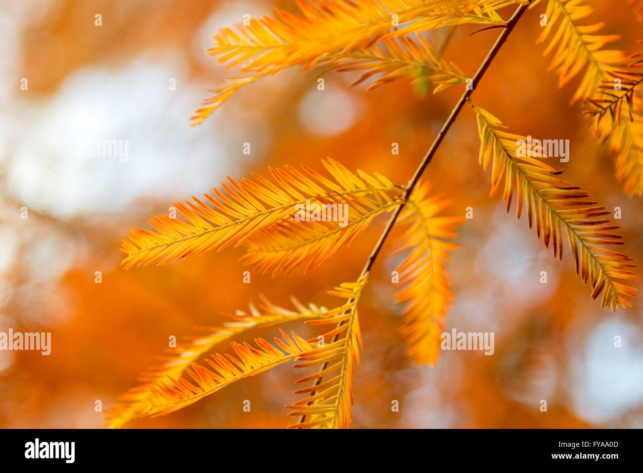 beautiful autumn colors in November morning Stock Photo - Alamy