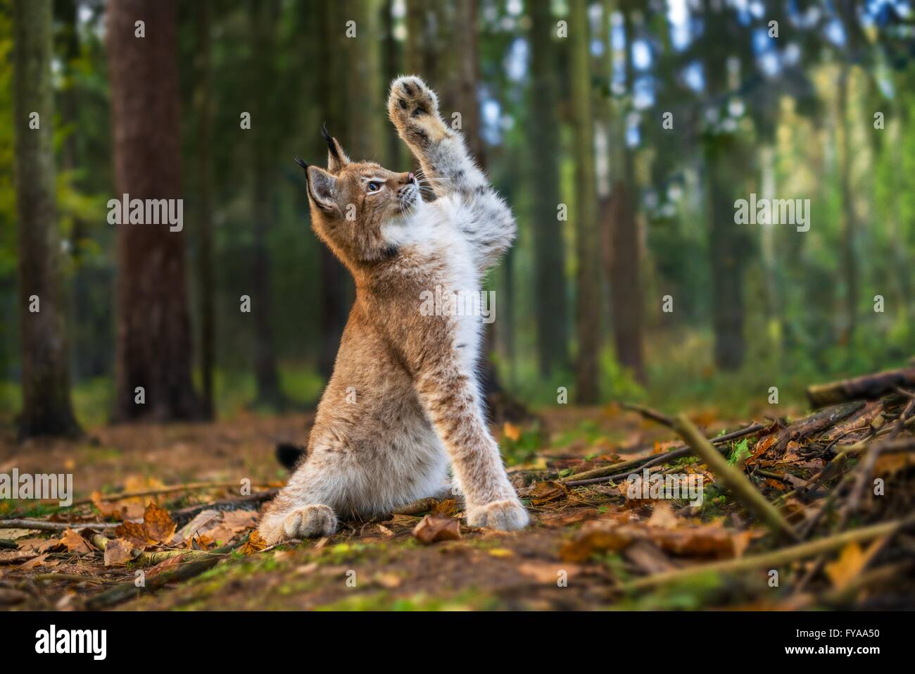 Lynx cub hi-res stock photography and images - Alamy
