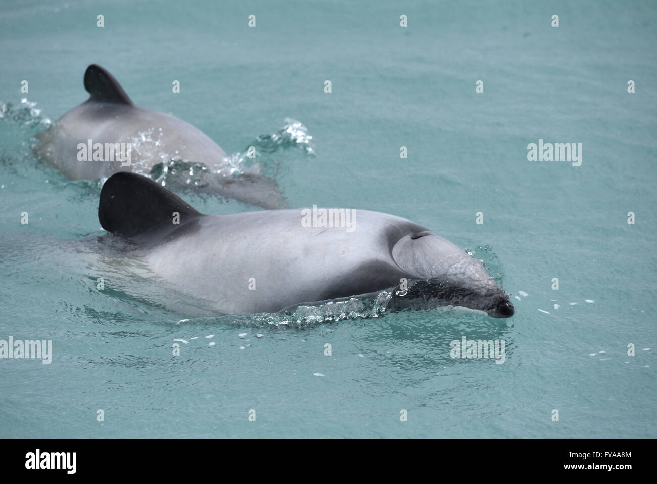 Hector's Dolphin - Cephalorhynchus hectori Stock Photo - Alamy