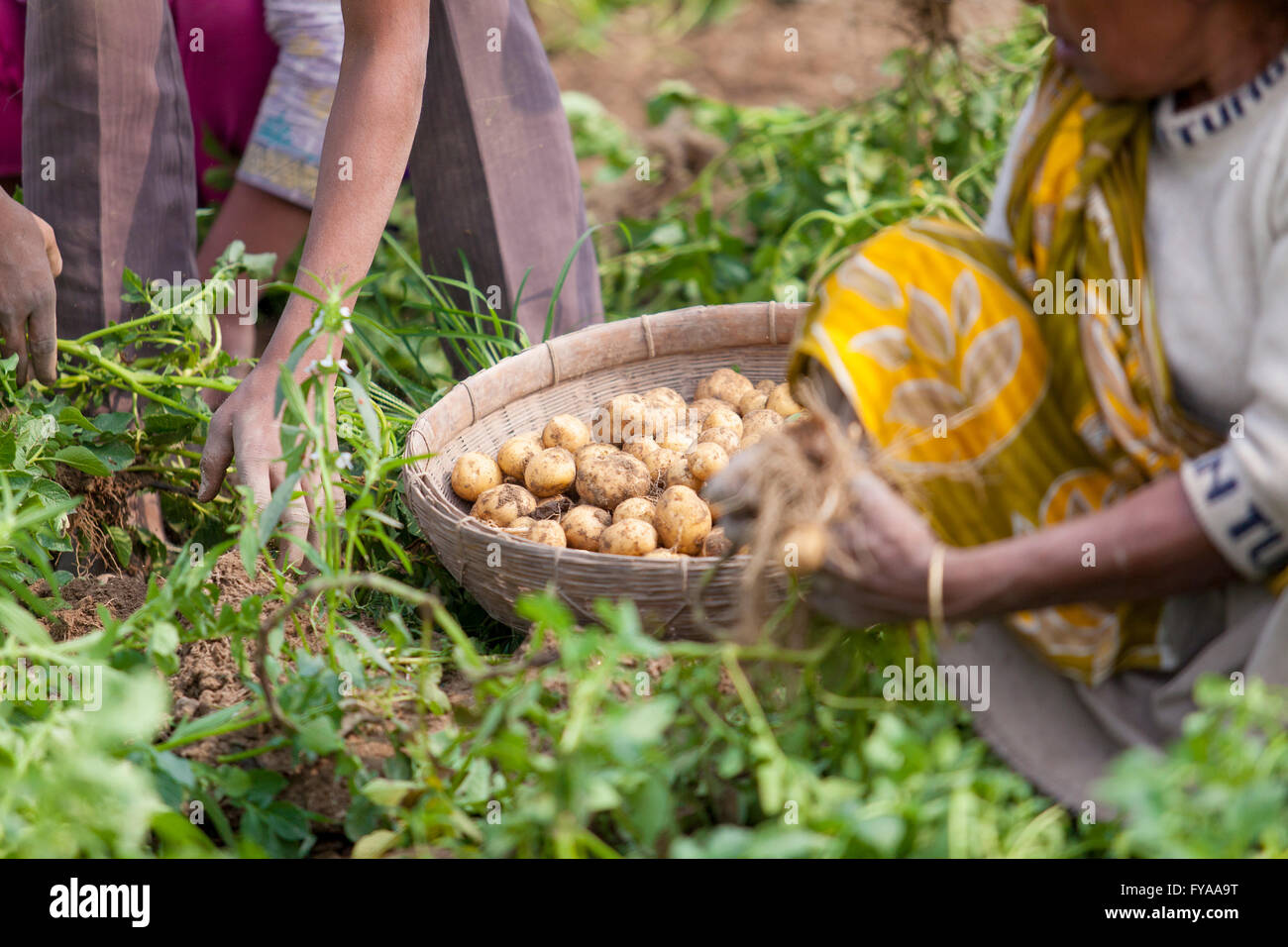 Thakurgong, Bangladesh Potato Field Workers © Jahangir Alam Onuchcha ...