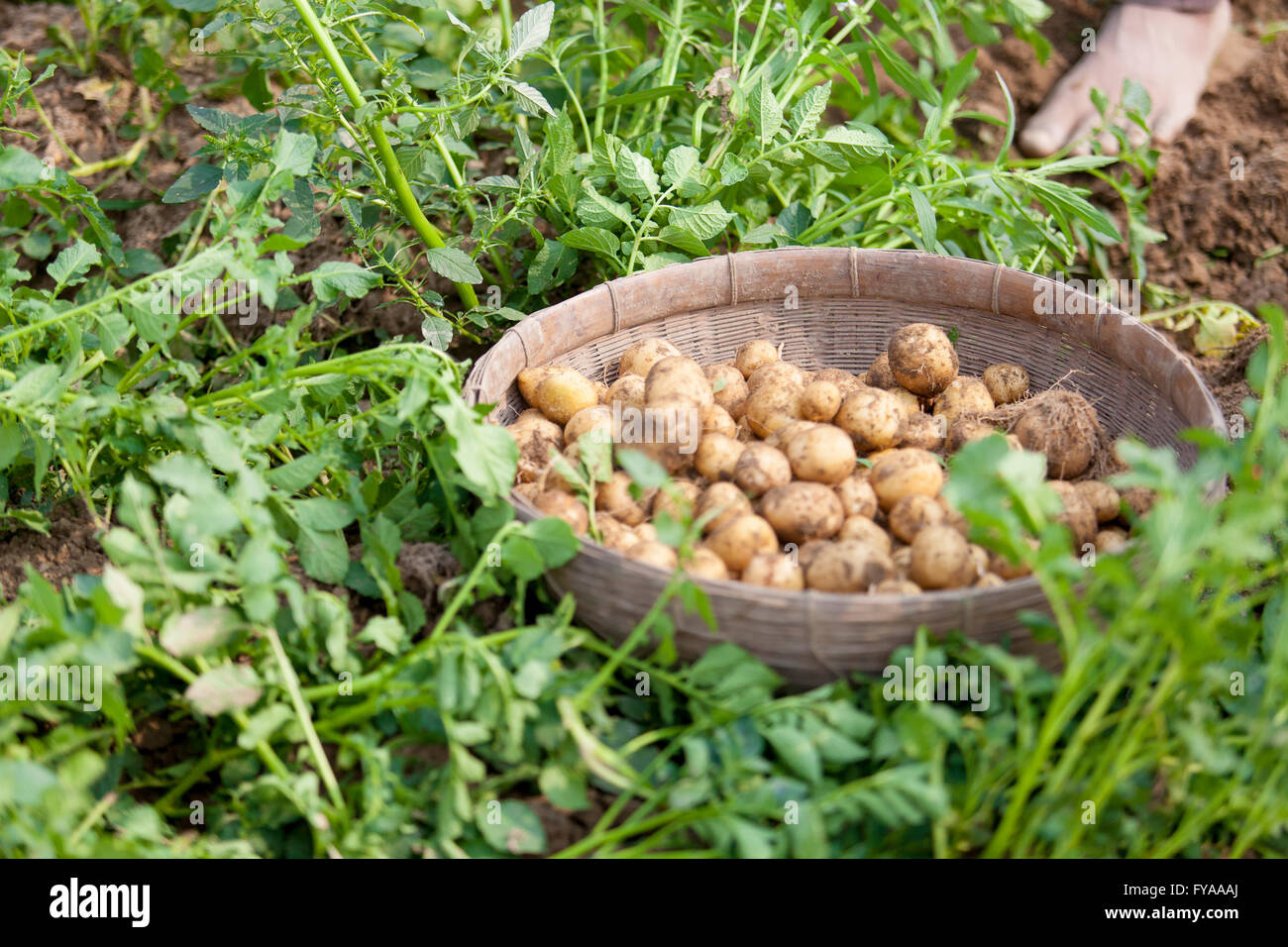 Thakurgong, Bangladesh Potato Field Workers © Jahangir Alam Onuchcha ...