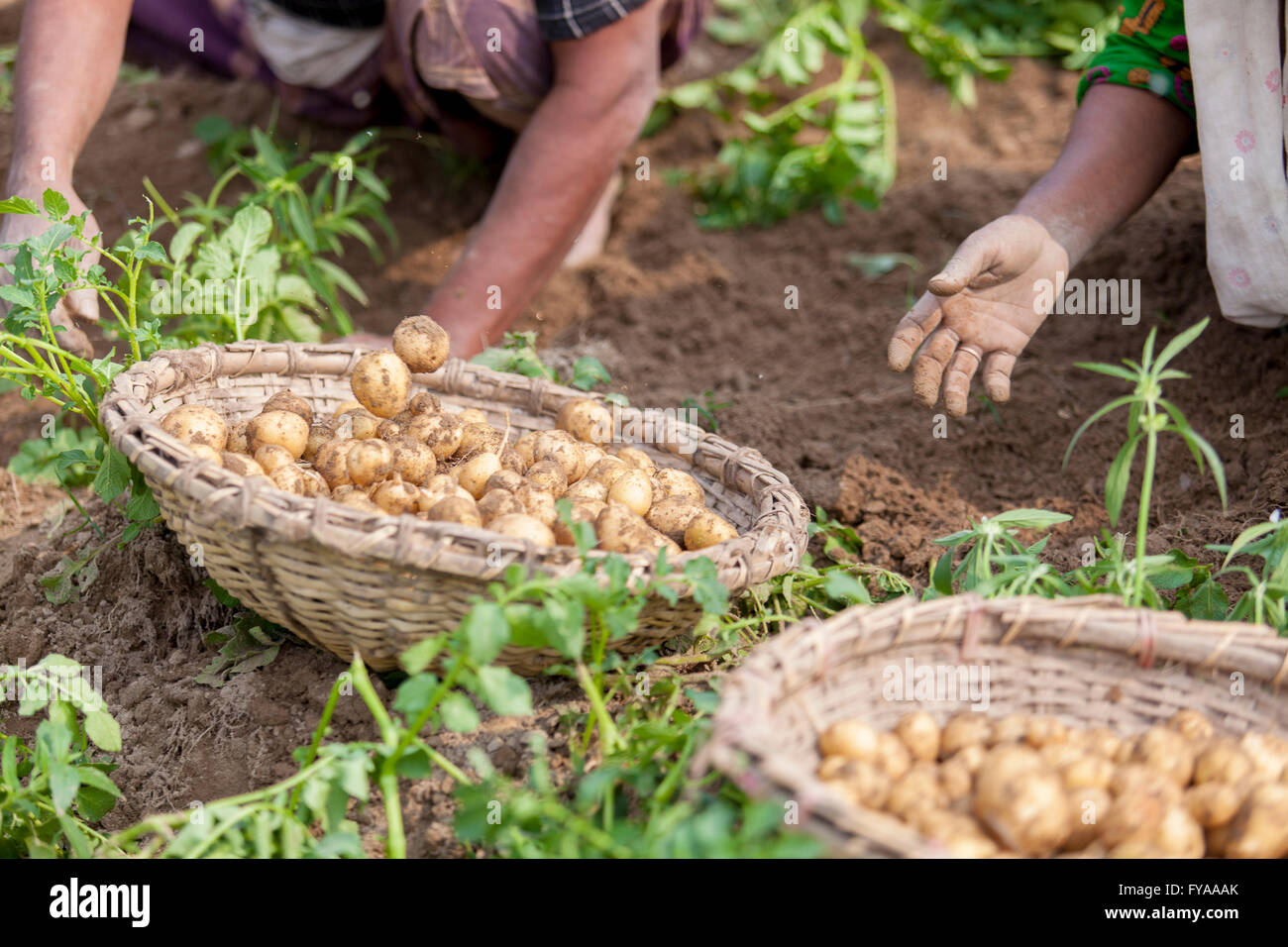 Thakurgong, Bangladesh Potato Field Workers © Jahangir Alam Onuchcha ...