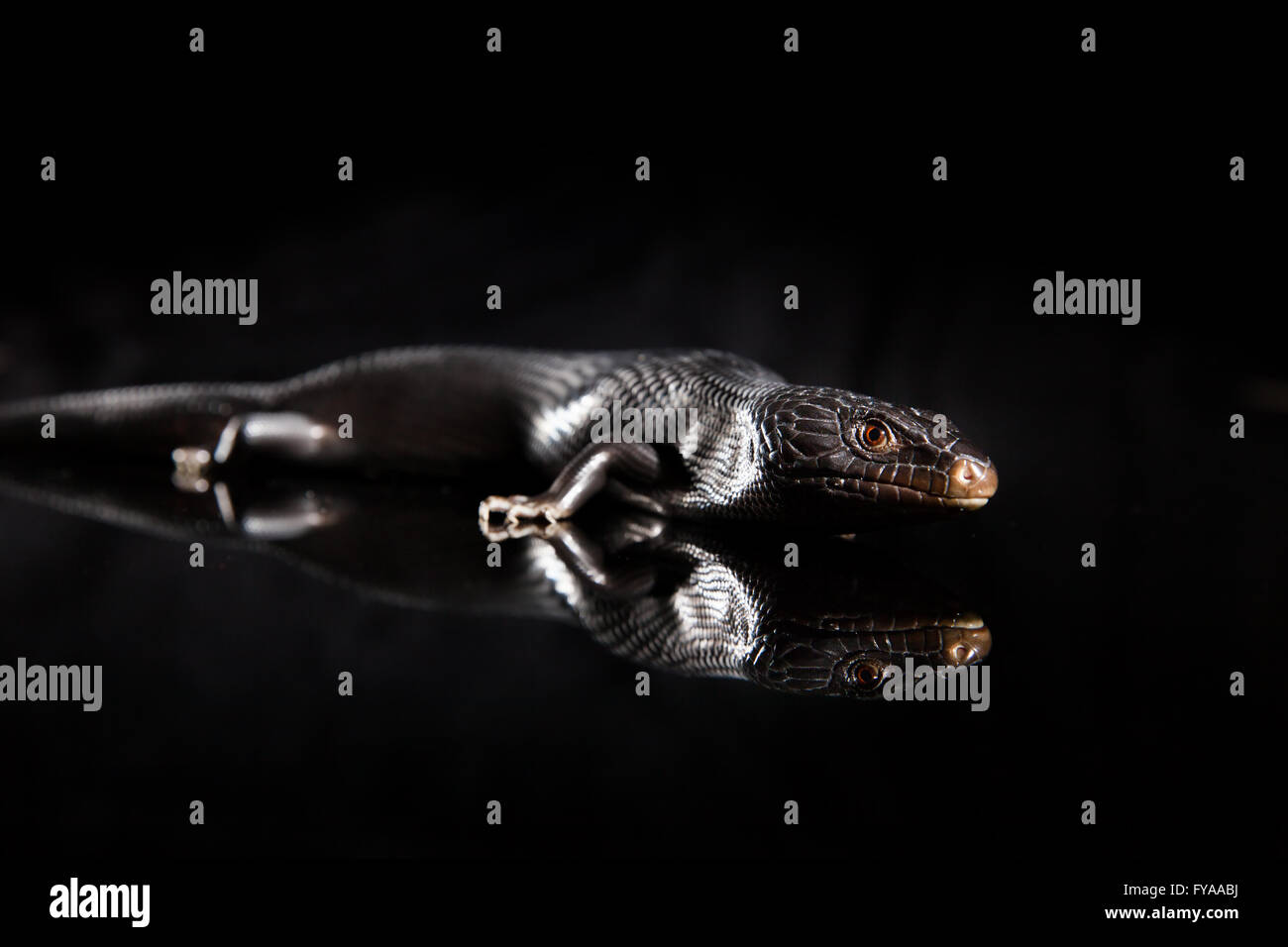 Lizard Mirror High Resolution Stock Photography and Images - Alamy