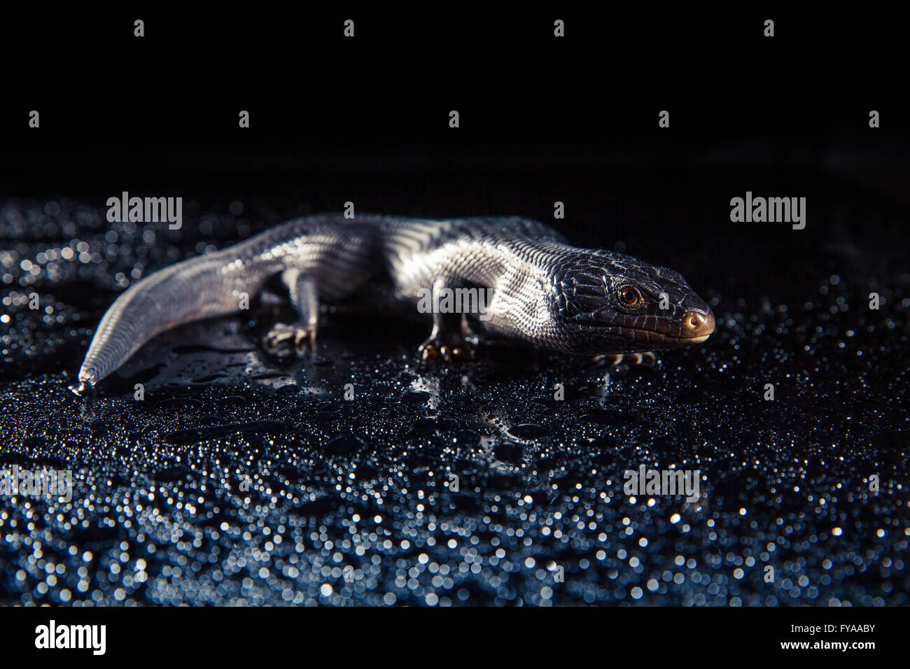 Wet lizard hi-res stock photography and images - Alamy