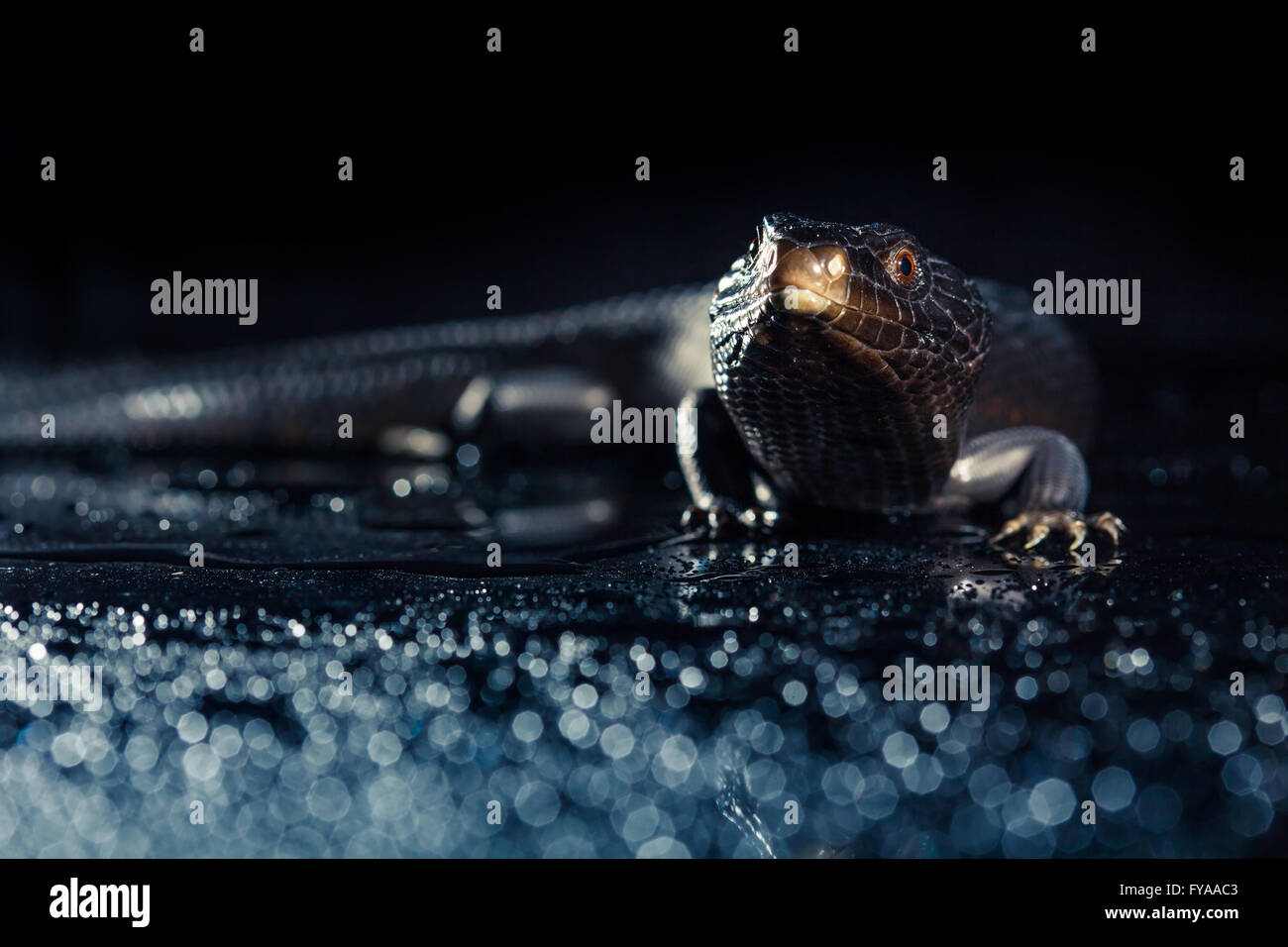 Black blue tongued lizard in wet dark shiny environement Stock Photo ...