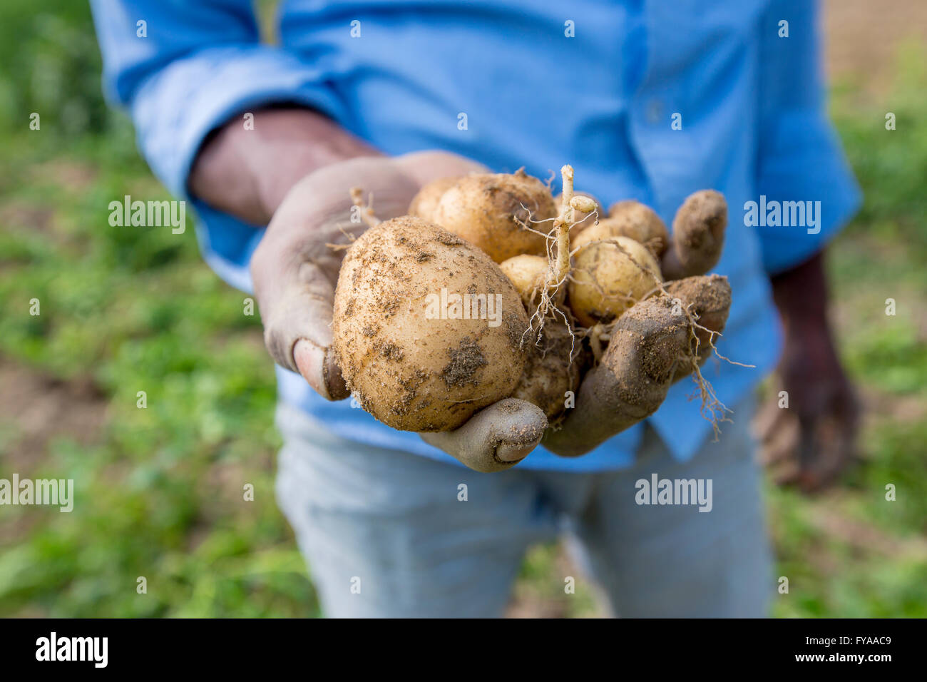 Closeup of man with organic grown earthy potatoes in his hand ...