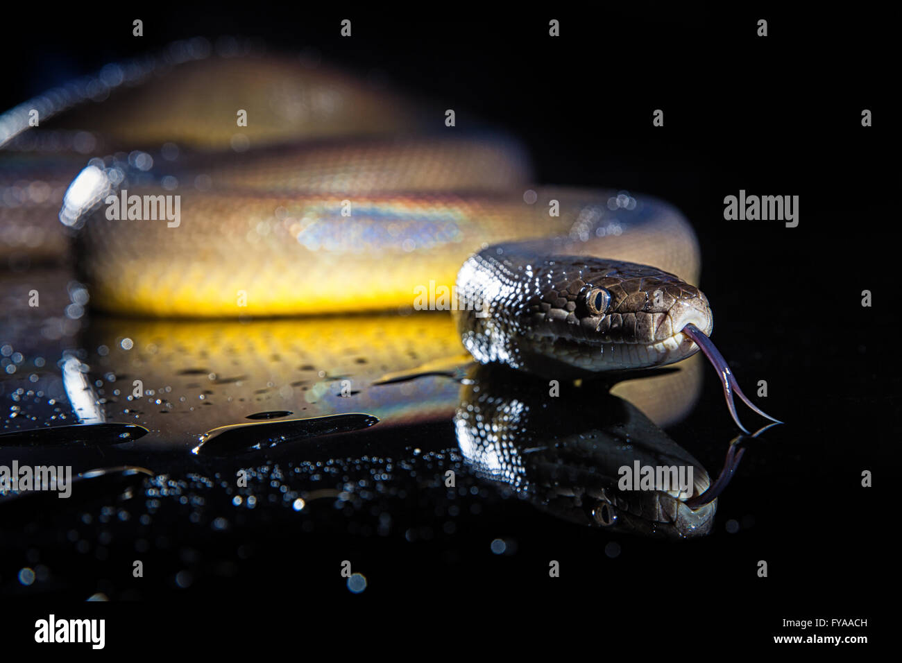 Single Rainbow Serpent Water Python - Liasis fuscus - isolated on black ...