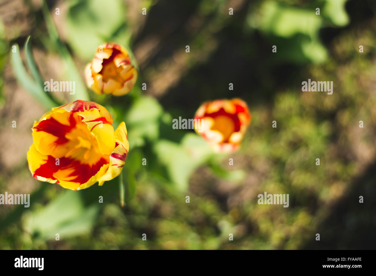 Shining tulips hi-res stock photography and images - Alamy