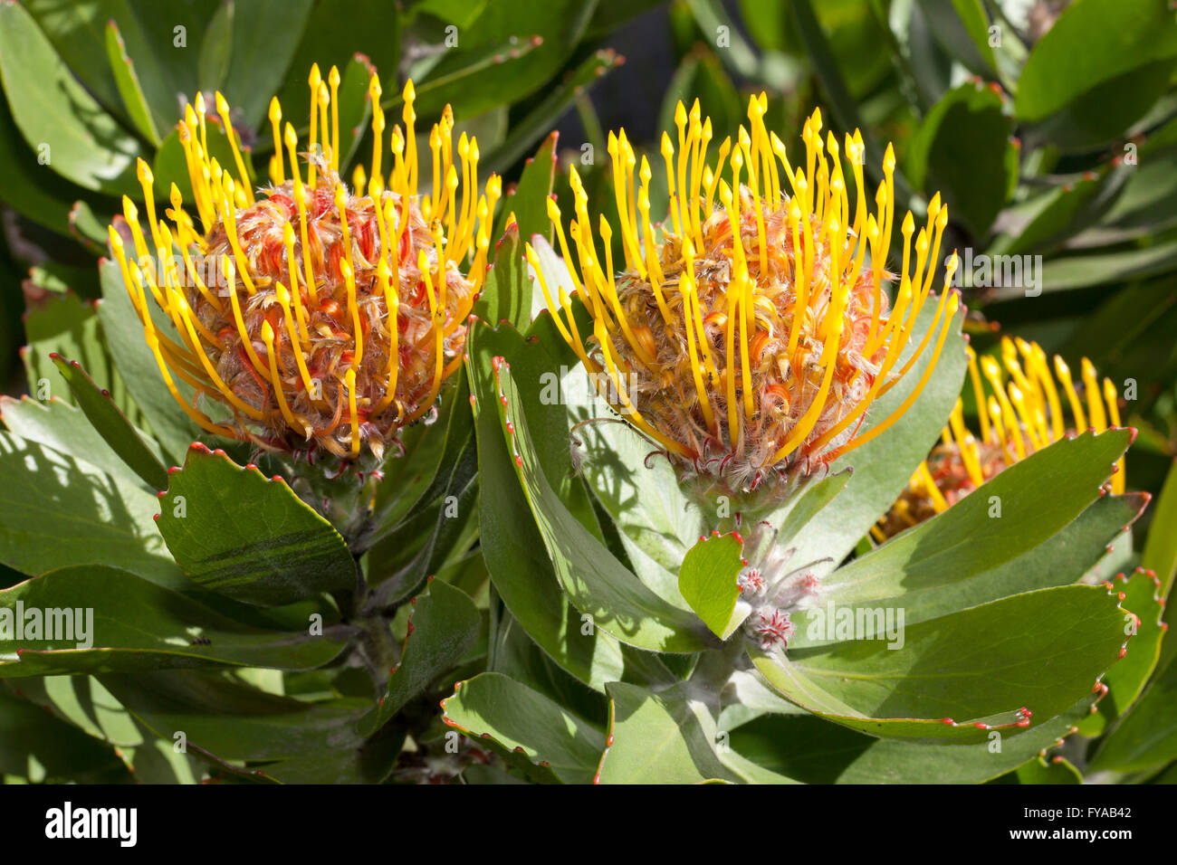 Tree Pincushion or Pincushion Protea (Leucospermum conocarpodendron ...