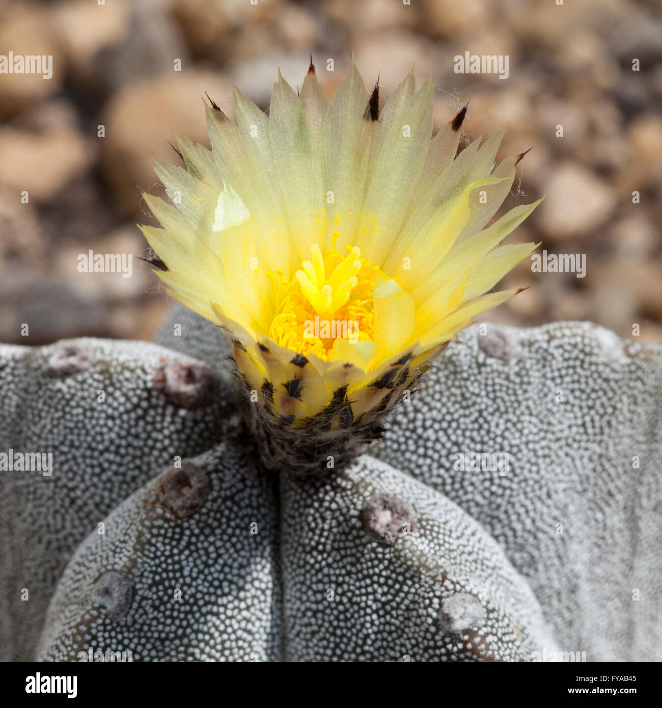 Bishop's Cap Cactus (Astrophytum myriostigma), North Rhine-Westphalia ...